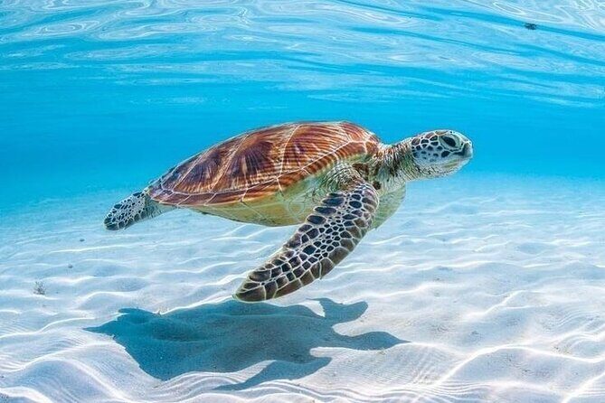 Private Custom Snorkeling and Cruising Experience in Aruba - Exploring Aruba from the Water: What to Expect