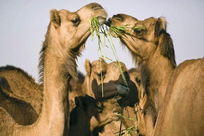 Private Custom Tour: Bikaner Sightseeing with Guide - Practical Details and What You Can Expect