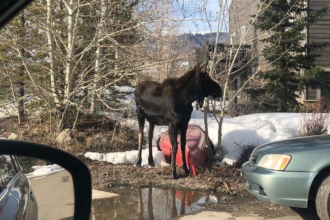 Private custom tour of the foothills of Denver, Dillon and Breckenridge. - FAQ: Practical Questions About the Tour