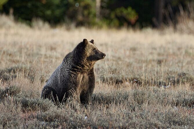 Private, Custom Yellowstone Wildlife Tours & Photo Safaris - Practical FAQs