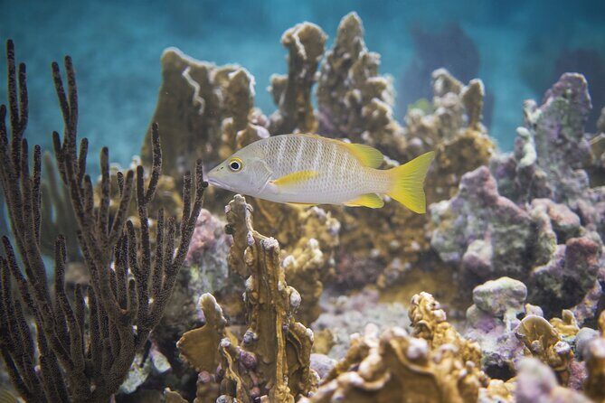 Private Customizable Shore Snorkel and Beach Lunch in Cozumel - An In-Depth Look at What You Can Expect