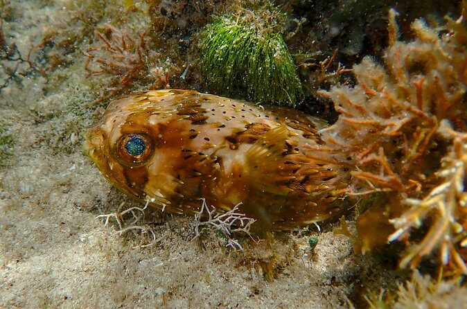 Private Customizable Shore Snorkel and Beach Lunch in Cozumel - Pricing and Value Analysis