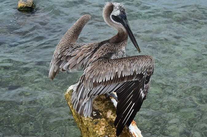 Private Customizable Shore Snorkel and Beach Lunch in Cozumel - The Sum Up: Who Is This Tour Best For?