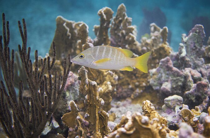 Private Customizable Shore Snorkel and Beach Lunch in Cozumel - FAQ