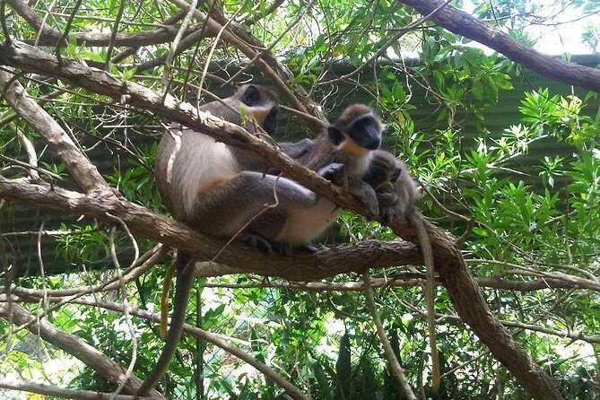 Private Customized Island Tour of Barbados - Introduction