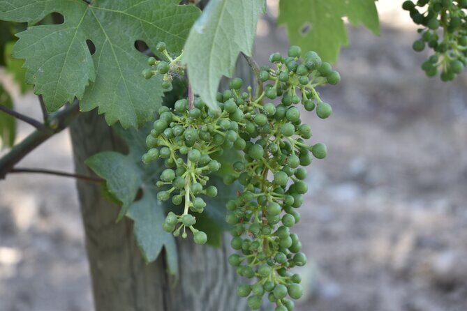 Private, Customized Napa Valley Wine Tasting Tour 6To14 passenger - Introduction