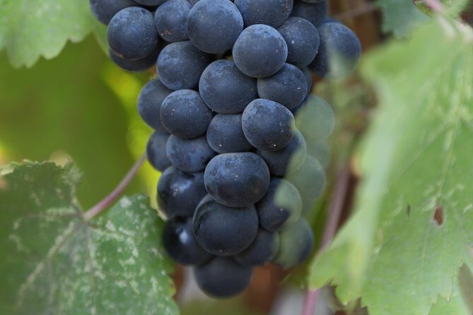 Private, Customized Napa Valley Wine Tasting Tour 6To14 passenger - Exploring the Tour Experience