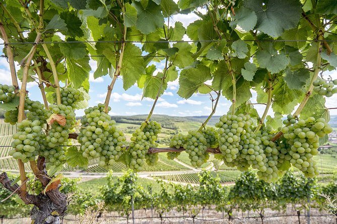 Private, Customized Sonoma Valley Wine Tour - Exploring the Sonoma Valley Wine Tour
