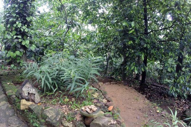 Private Dambulla Sigiriya Tour from Kandy with Lunch - FAQs