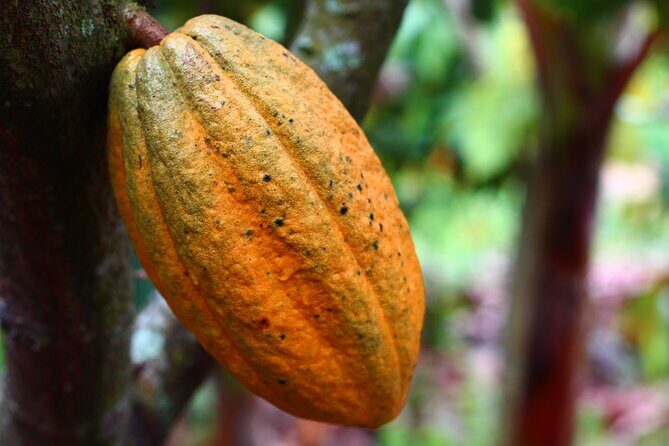 Private Dark Chocolate Tasting Tour in Paris - Why Consider a Chocolate Tasting Tour in Paris?