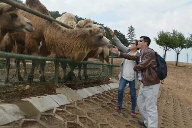Private Day All-inclusive Tour to Longqingxia Gorge and Badaling Wildlife World - Using Your Day Effectively