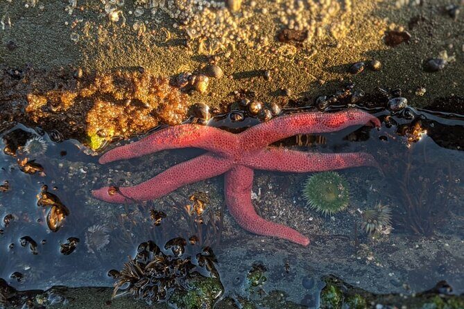 Private Day Hike- Rialto Beach Tide Pooling - Frequently Asked Questions