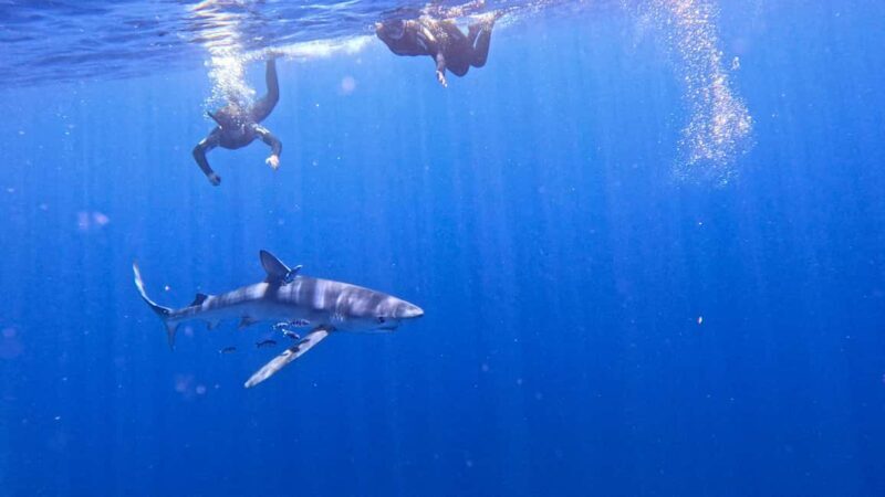 Private Day Seafari in the Azores follow Marine Biologist - Discover the Azores with a Private Marine Seafari