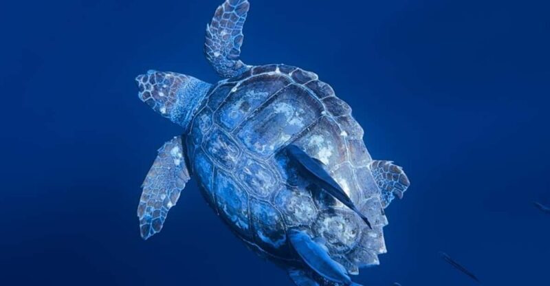 Private Day Seafari in the Azores follow Marine Biologist - Key Points
