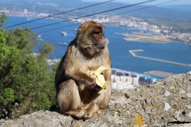 Private Day To Gibraltar from Marbella or Marbella - A Closer Look at the Itinerary