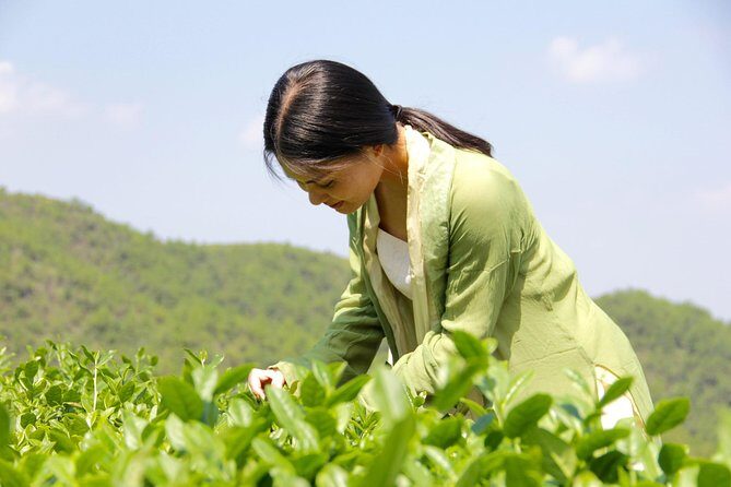 Private Day Tour: Anxi Tea Garden And Hongen Rock From Xiamen - Scenic Stop at Hongen Rock: A View Worth the Climb