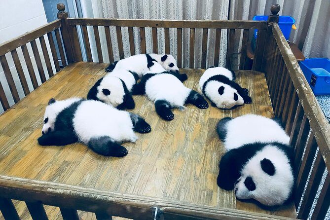 Private Day Tour: Chengdu Panda Base & downtown walking tour - Authentic Experiences that Set This Tour Apart