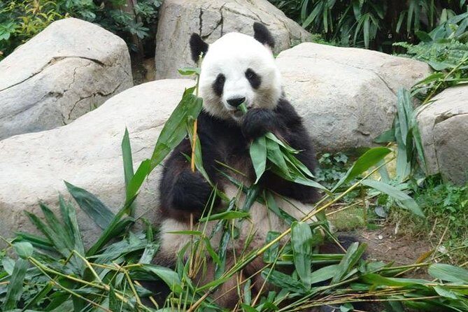 Private Day Tour: Chengdu Panda Breeding Base and Sanxingdui Museum - Who Should Consider This Tour?