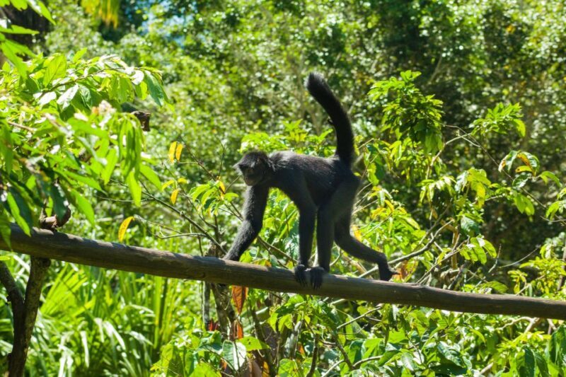 Private Day Tour: Cuc Phuong National Park from Hanoi - Key Points