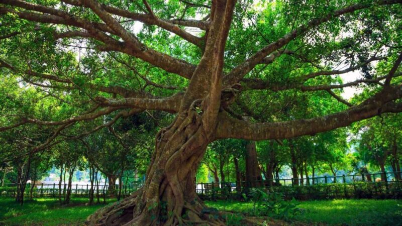 Private Day Tour: Cuc Phuong National Park from Hanoi - Value for Money