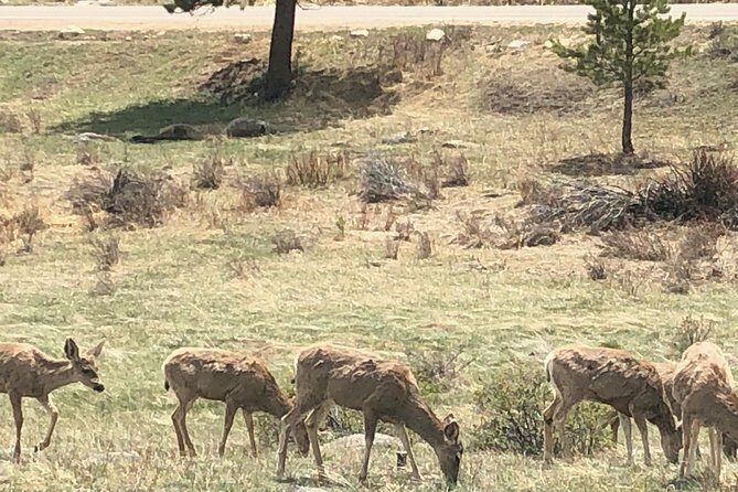 Private Day Tour From Denver to Estes Park and Rocky Mountain National Park - Who Should Consider This Tour?