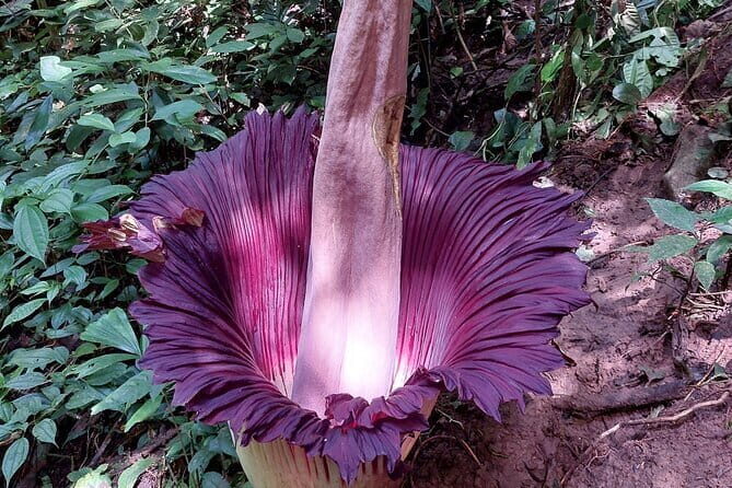 Private Day Tour from Medan: Corpse Flower Trek(Minimum 2 people) - The Titan Arum: Why It’s Special