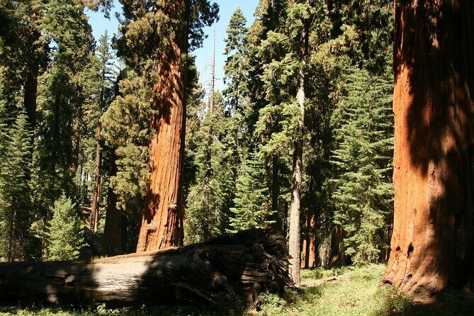 Private Day Tour from San Jose in Yosemite Natural Park - Who Should Consider This Tour?