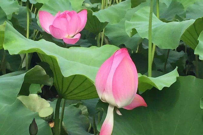 Private Day Tour in Kunming: Flower and Birds Market, Dianchi, Green Lake etc. - The Transport & Comfort