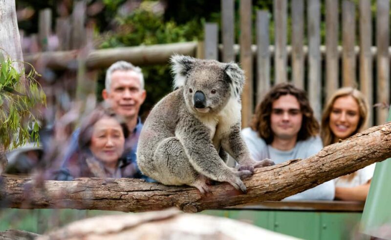 Private Day Tour in Melbourne - Key Points