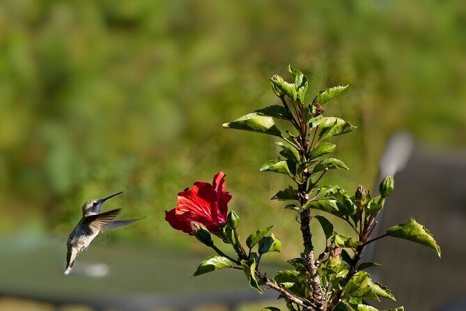 Private Day Tour in Yerette the Home of Hummingbird - What Travelers Say and Why It Matters
