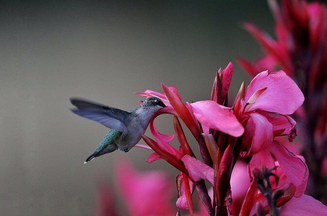 Private Day Tour in Yerette the Home of Hummingbird - Pricing and Value