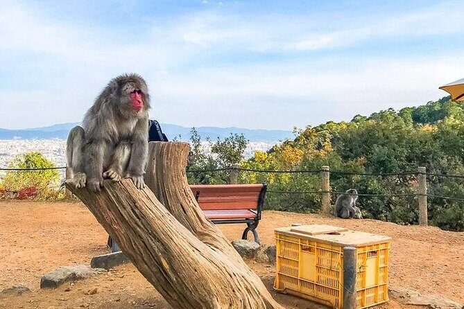 Private Day Tour - Kyoto Arashiyama & Bamboo Forest Perfect Tour! - An In-Depth Look at the Kyoto Arashiyama Experience