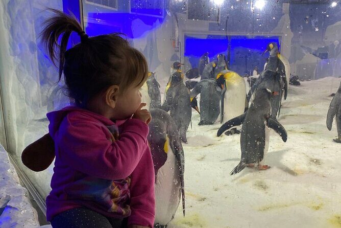 Private Day Tour of Auckland, Aquarium, Sky Tower, Mt Eden & Wt - Frequently Asked Questions