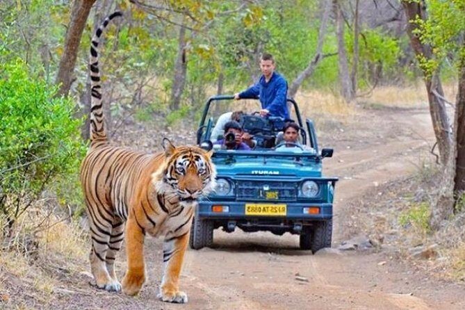 Private Day Tour Of Kumbhalgarh Fort & Wildlife Sanctuary From Udaipur - Final Thoughts: Is This Tour Worth It?