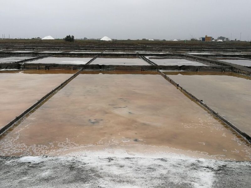 Private day tour of Olive Oil , Salt Flats and Winery - The Sum Up