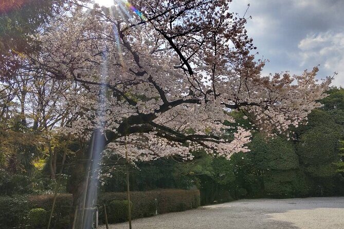 Private Day Tour of Tokyo Shrine for Oharai Yakubarai - An In-Depth Look at the Tour Experience