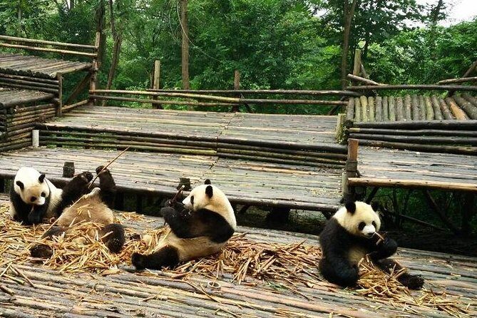 Private Day Tour: Panda Keeper Program From Chengdu - Key Points