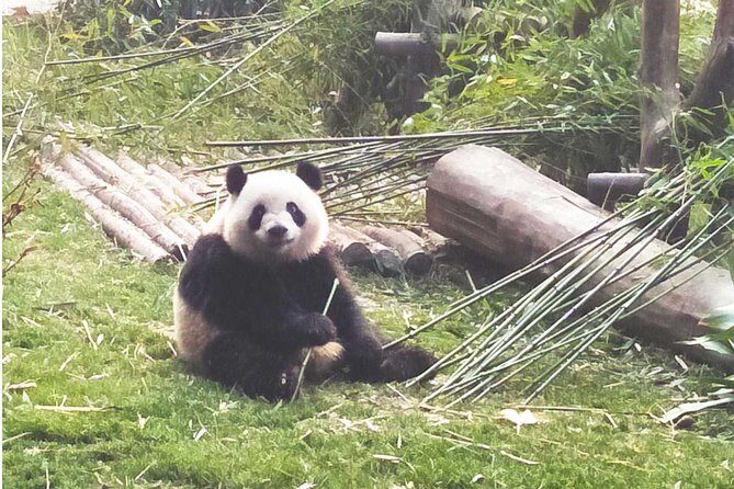 Private Day Tour: Panda Keeper Program From Chengdu - FAQ