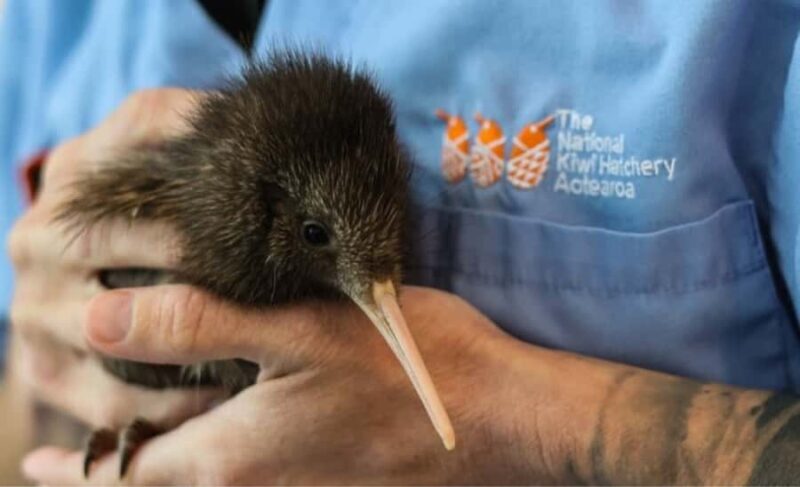 Private Day Tour - Rotorua, Kiwi Hatchery & Mori Culture - Who Will Love This Tour?