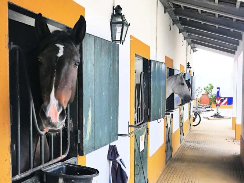 Private Day Tour Tagus River, olive oil, winery and horses - A Day Tour Through Portugal’s Heartland