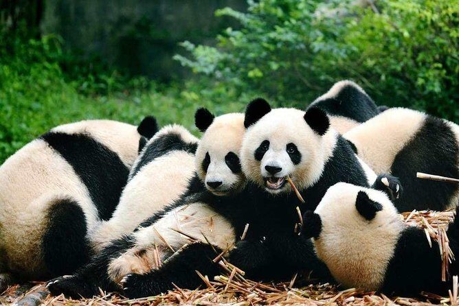 Private Day Tour to Chengdu from Shanghai by Air: Leshan Giant Buddha and Pandas - Key Points