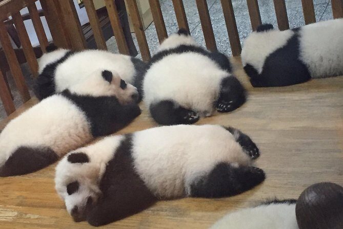 Private Day Tour to Chengdu Panda Base by Round-way Bullet Train from Xian - Key Points
