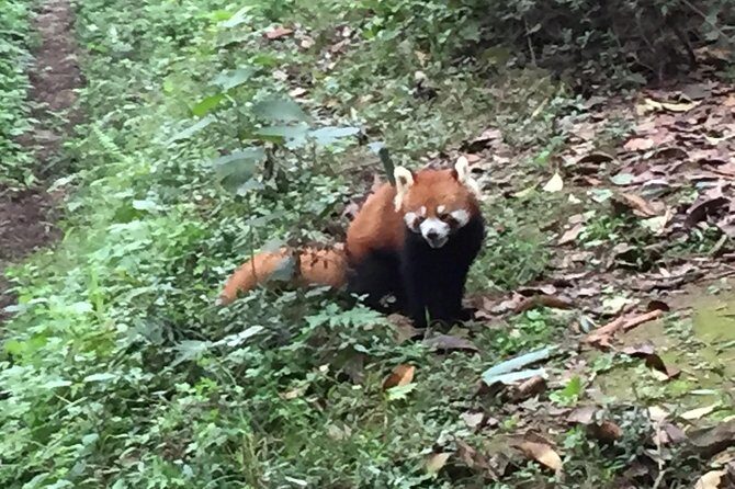 Private Day Tour to Chengdu Panda Base by Round-way Bullet Train from Xian - An In-Depth Look at the Experience