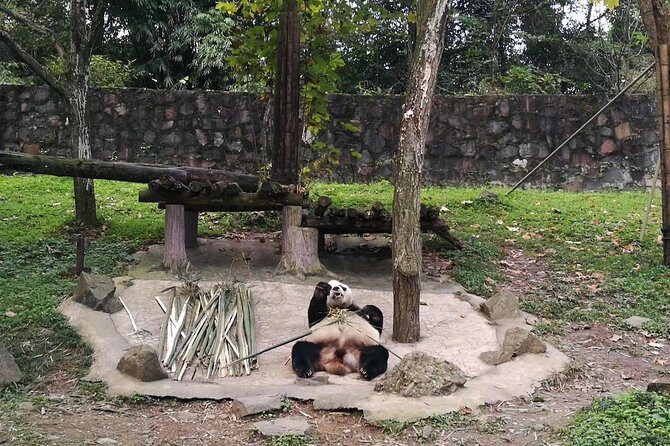 Private Day Tour to Chengdu Panda Base by Round-way Bullet Train from Xian - Practical Tips for Participants