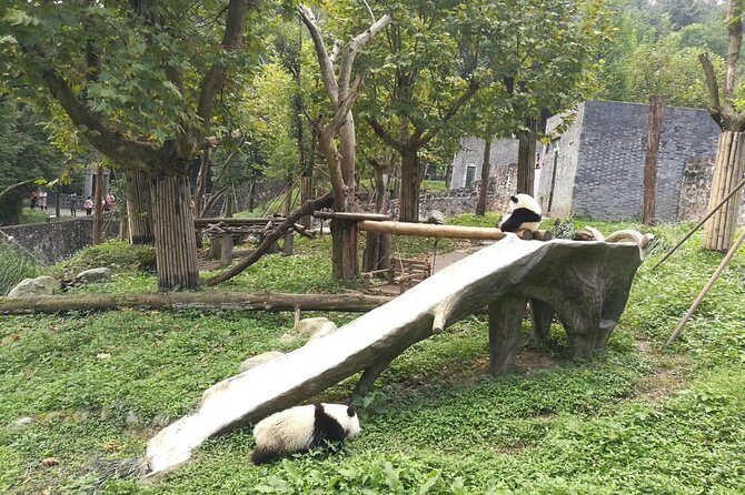 Private Day Tour to Chengdu Panda Base by Round-way Bullet Train from Xian - Summary: Who Is This Tour Best For?