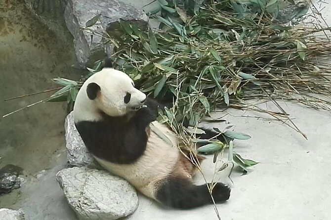 Private Day Tour to Chengdu Panda Base by Round-way Flight from Beijing - An In-Depth Look at This Panda Adventure