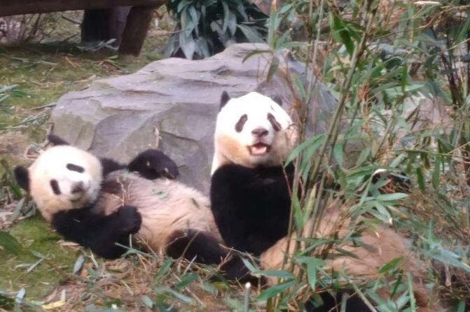 Private Day Tour to Chengdu Panda Base by Round-way Flight from Beijing - FAQs