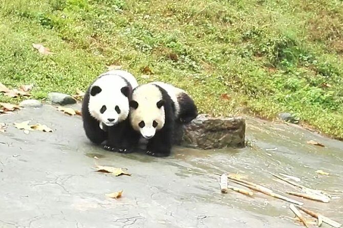 Private Day Tour to Chengdu Panda Base by Round-way Flight from Beijing - Final Thoughts