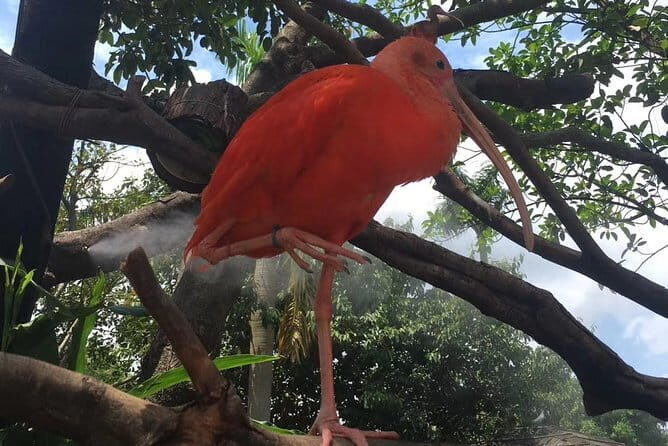 Private Day Tour to Chimelong Paradise and Birds Park from Guangzhou - Key Points