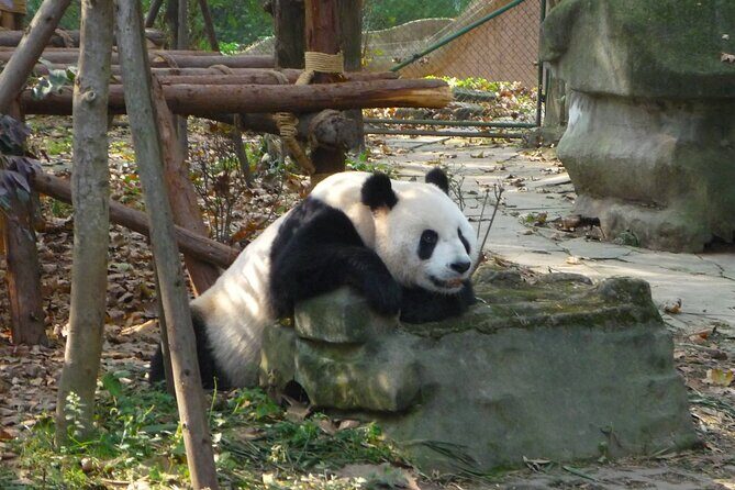 Private Day Tour to Dujiangyan Panda Base & Dam from Chengdu - Introduction
